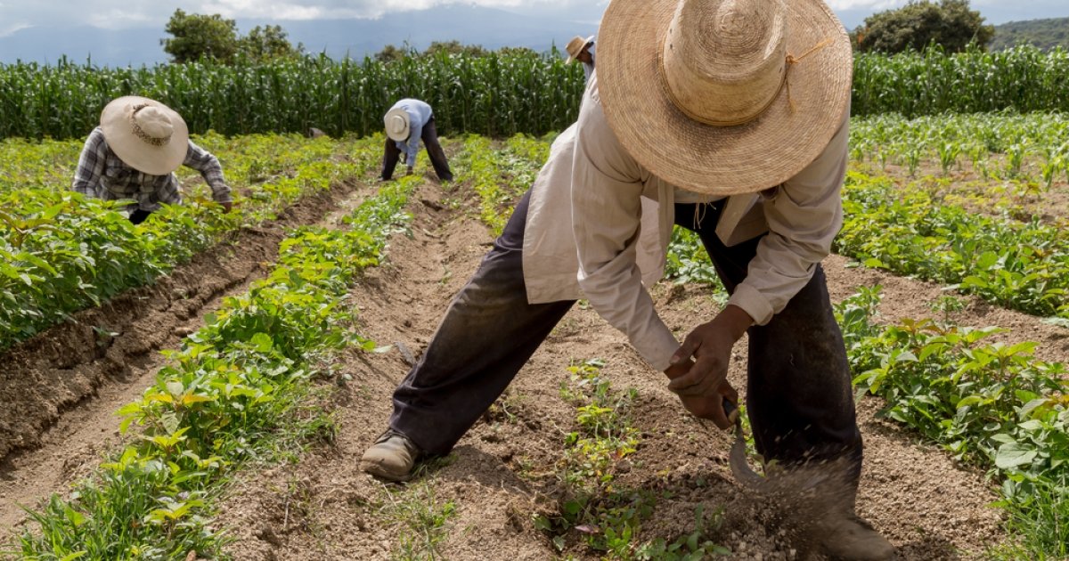 Infographics | Mexican Labor and the US Food System | Wilson Center